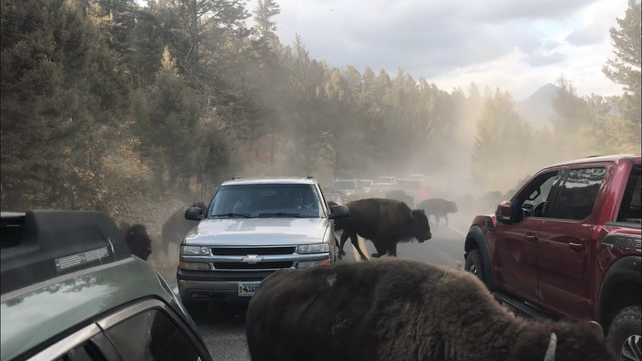 Bison stampede through traffic jam in Yellowstone - YouTube