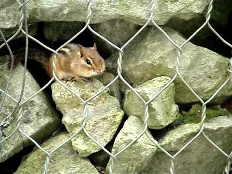 Chipmunk and Rat-9-25-2012 - YouTube