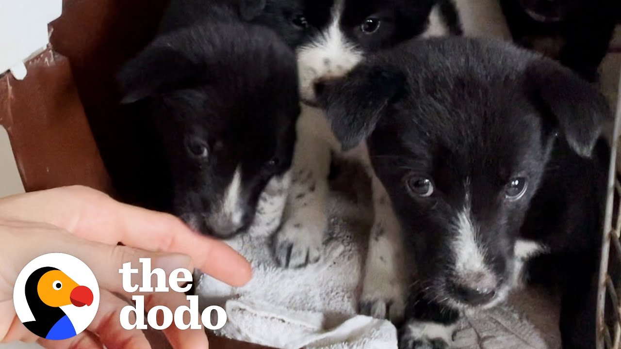 Woman Breaks Down Rescuing Puppies | The Dodo - YouTube