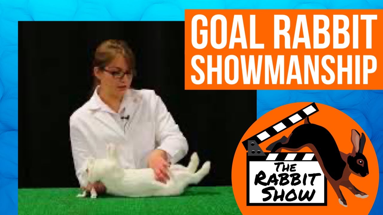 What is the goal of rabbit showmanship? - YouTube