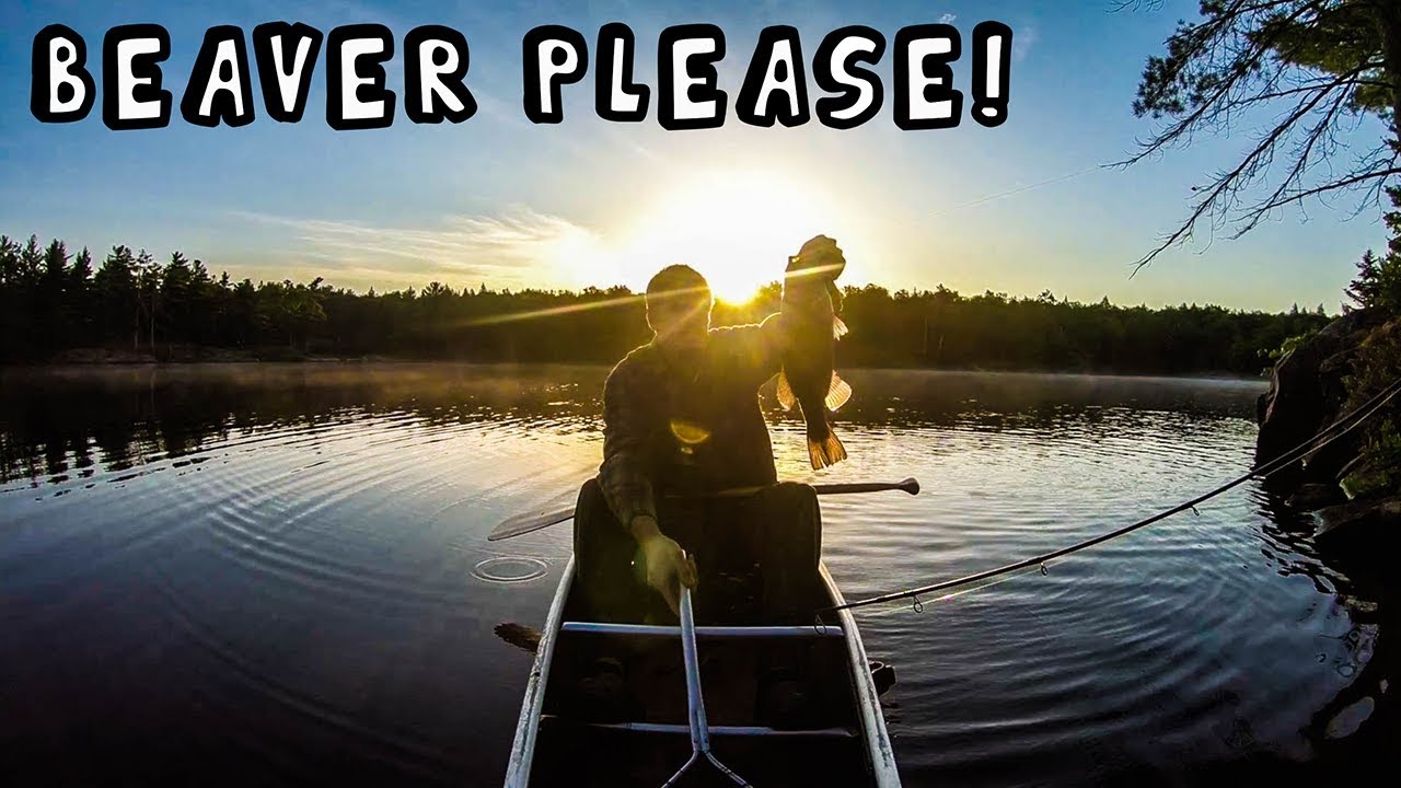 Morning Bass Fishing and Trying to Reason With Beavers - YouTube