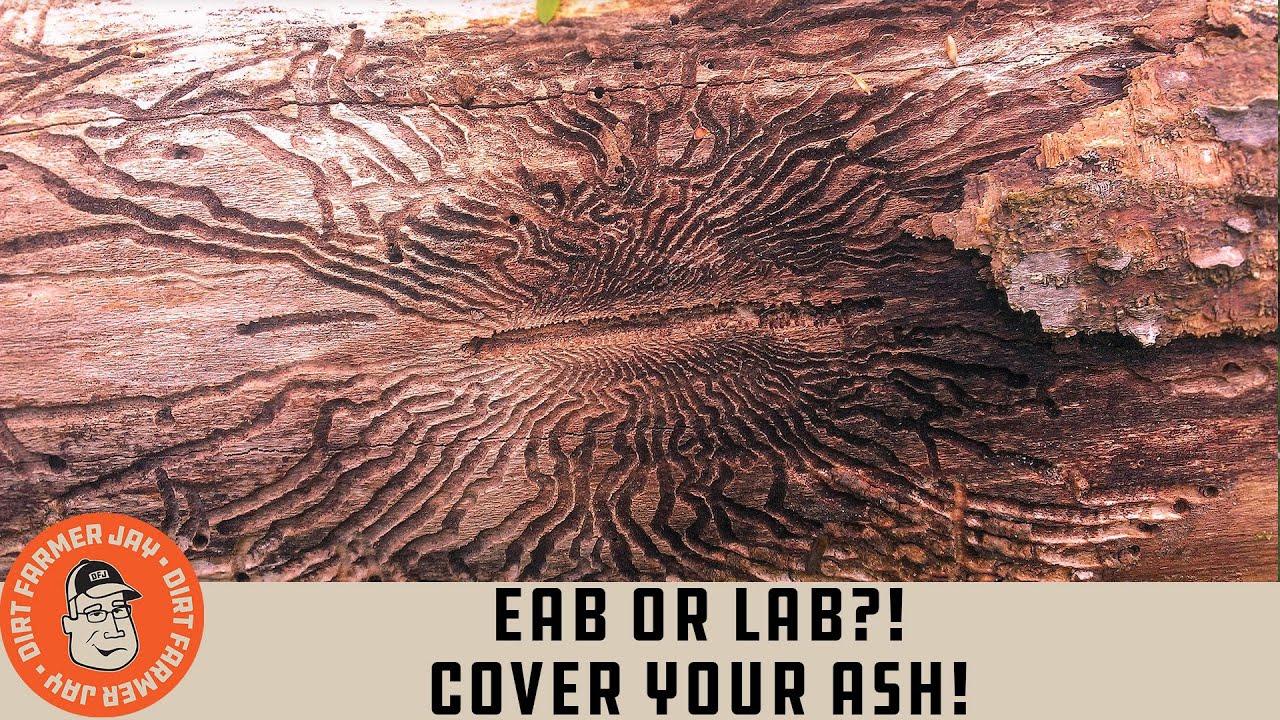 EAB or LAB?! Cover Your Ash! - YouTube