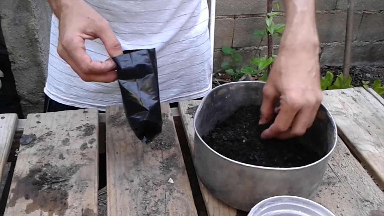 COMO SEMBRAR RABANITO - CUIDADOS - YouTube