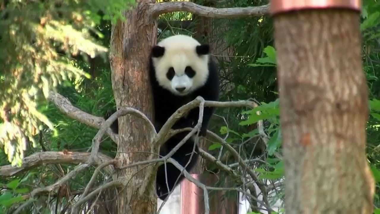 Here's how much it could cost to host pandas at San Francisco Zoo, report says - YouTube