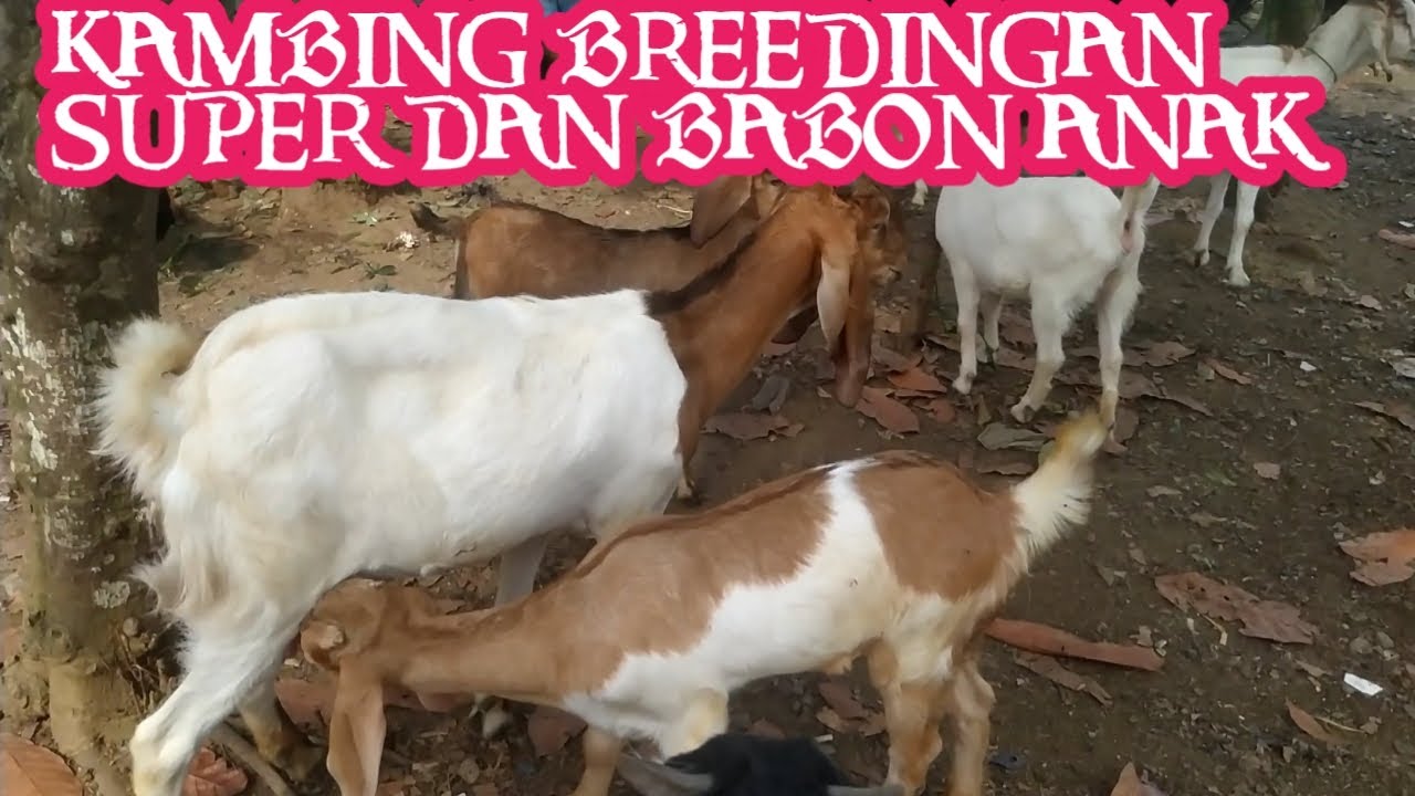 KAMBING BREEDINGAN SUPER DAN BABON ANAK - YouTube