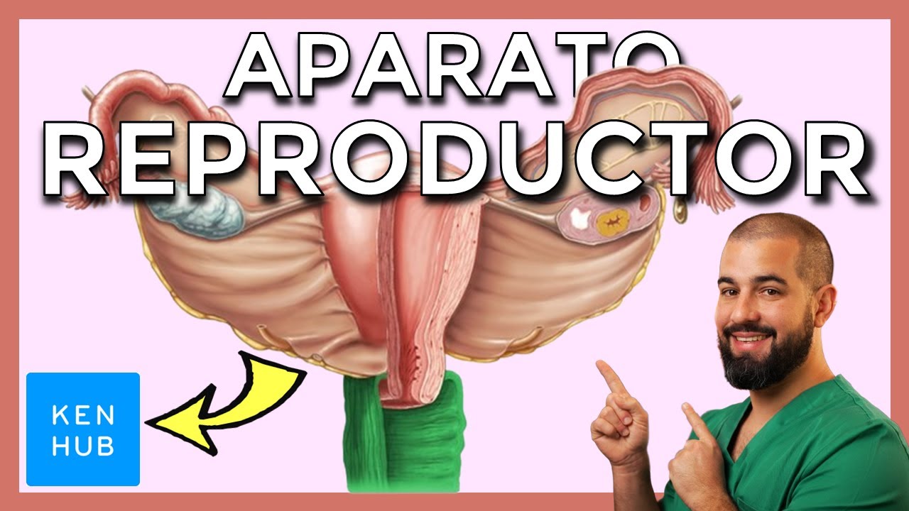 ANATOMÍA del aparato REPRODUCTOR FEMENINO. Completo y fácil - YouTube