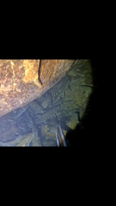 Sarang ikan di bawah batu - YouTube