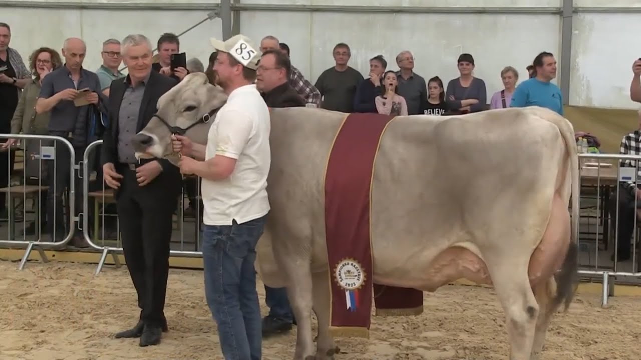 7. državna razstava govedi rjave pasme Slovenije, 22. aprila 2023 ...