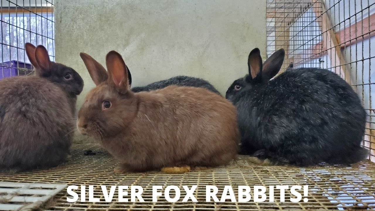 New baby Silver Fox rabbit kits | Water system update! - YouTube