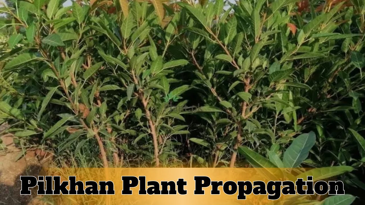 How to grow Pilkhan Plant with cuttings | Pilkhan Propagation | # ...