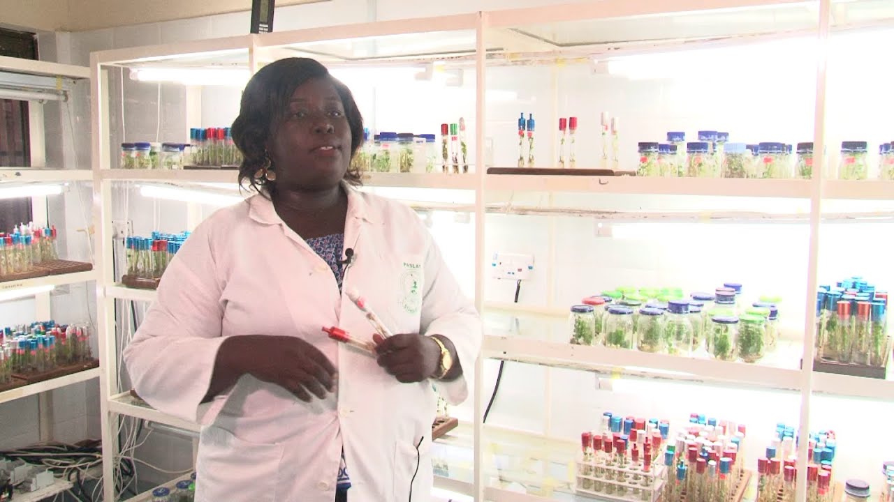 Plant Bank at CSIR - Plant Genetic Resources Research Institute (PGRRI ...