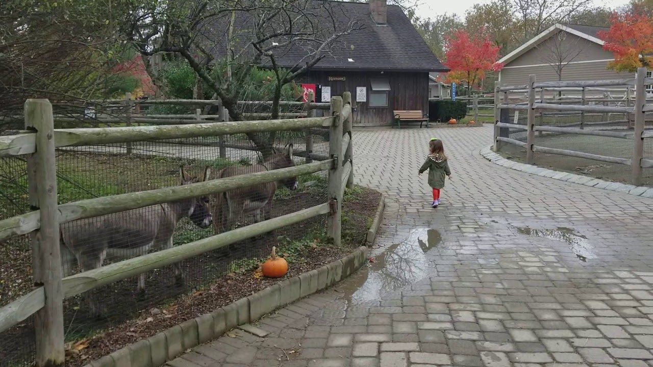 Chasing Donkeys - YouTube