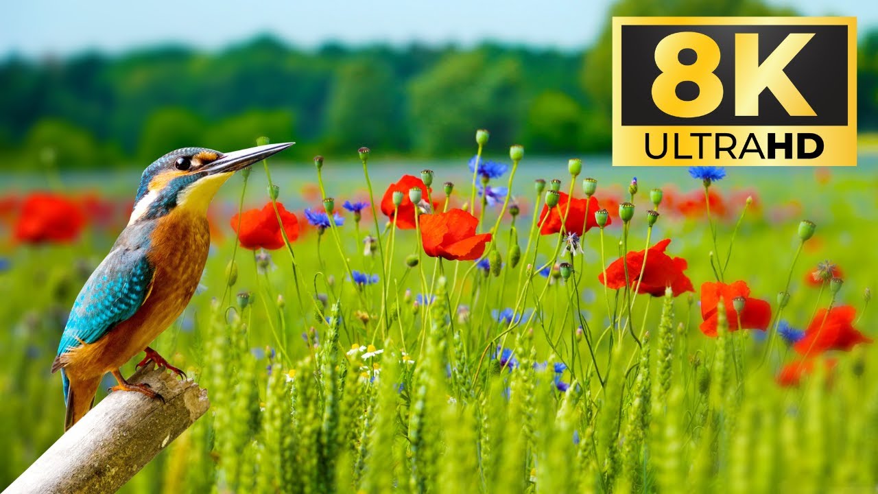 8K video ultra hd | Nature Cinematic Video | Nature Videos for ...