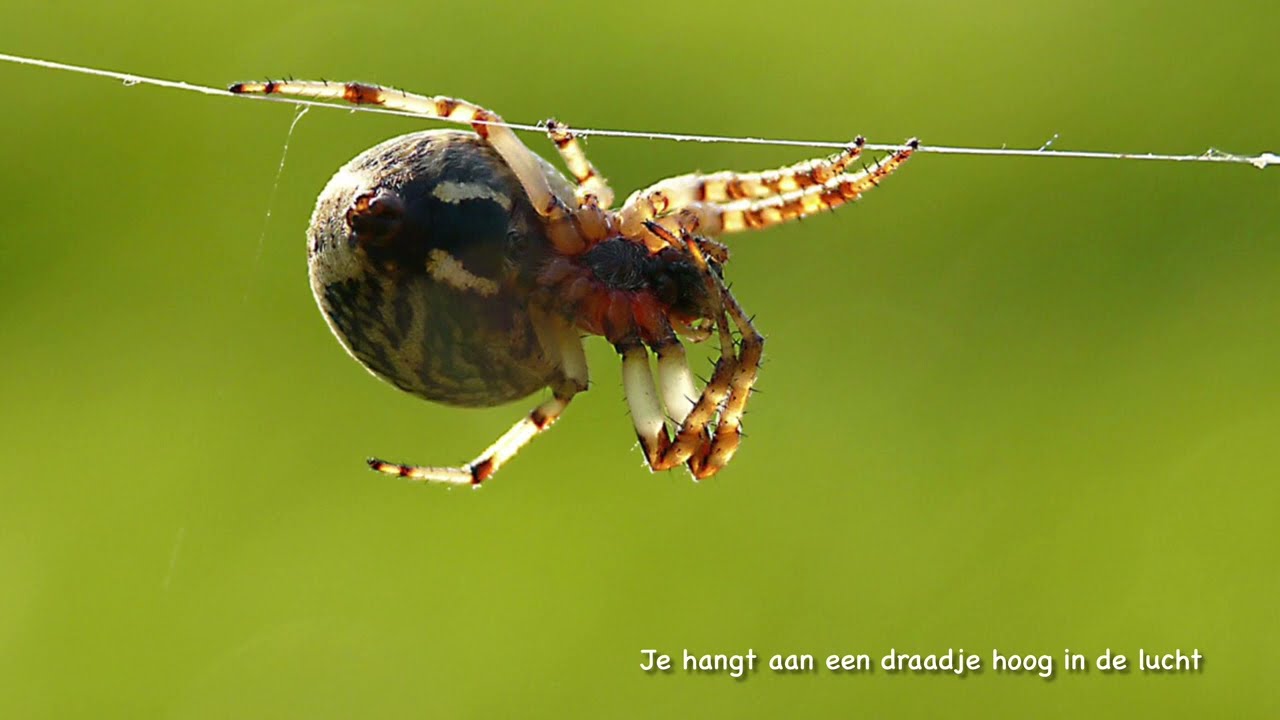 Spin, spin, spinnetje lied OB - YouTube