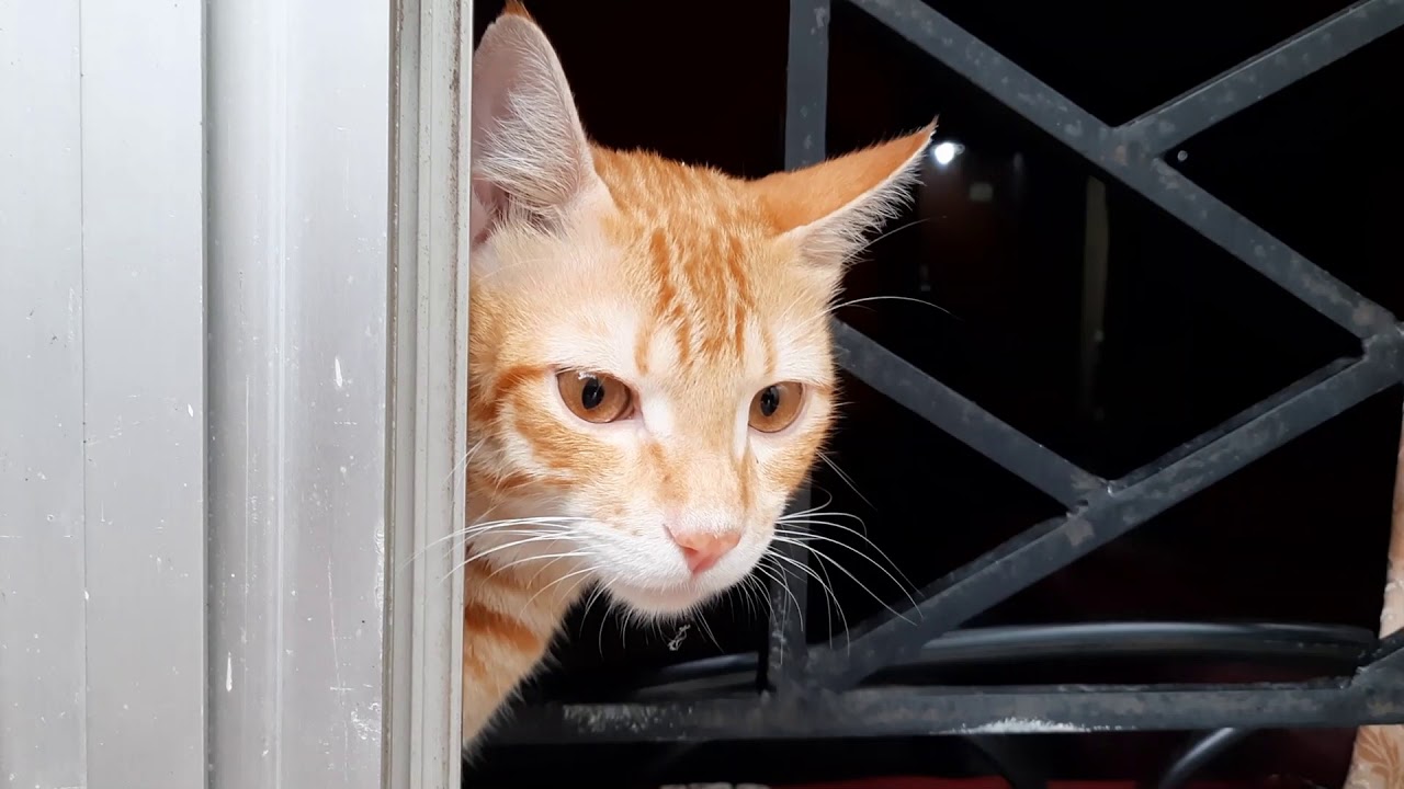 Cat Rolling its Eyes in Fear - YouTube