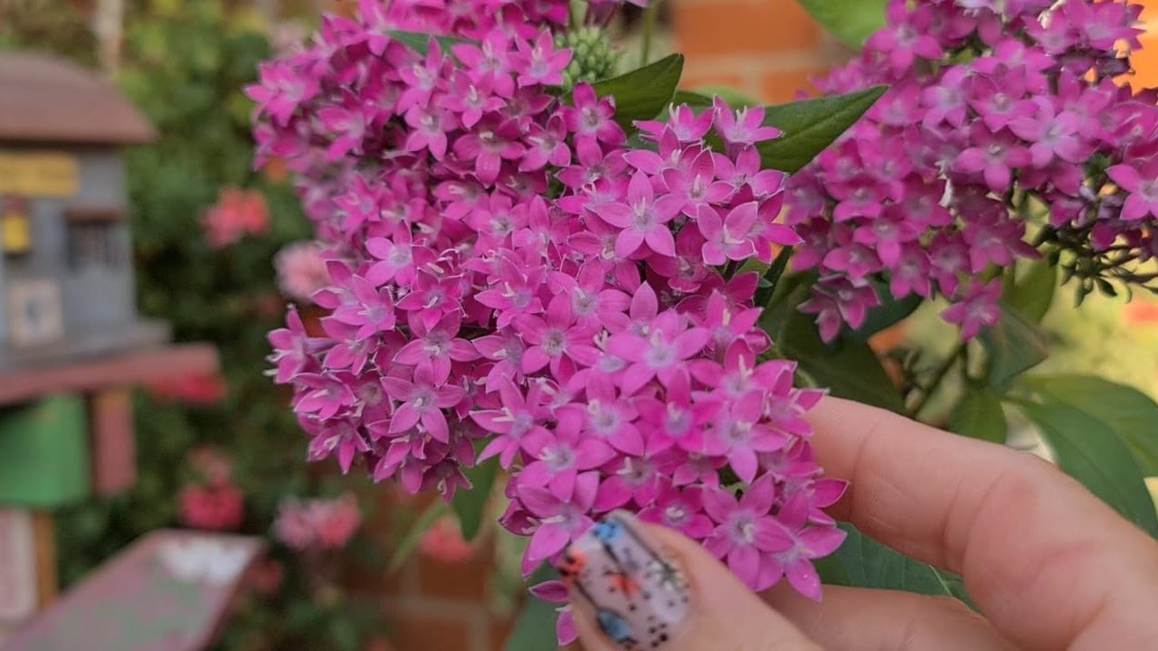 PENTAS SUS CUIDADOS UBICACIÓN, ABONO, RIEGO, SUSTRATO, PLAGAS PARA ...