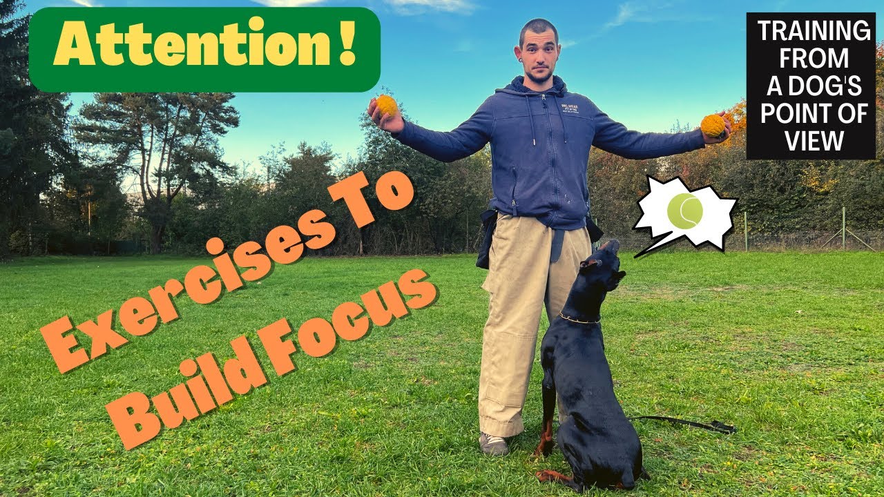 Training Your Dog So Stay Focused On YOU! - YouTube