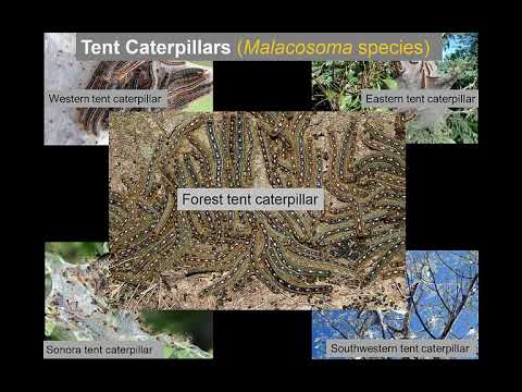 Insect Defoliators: Ornamental and Turf Grass Insects - Caterpillars ...