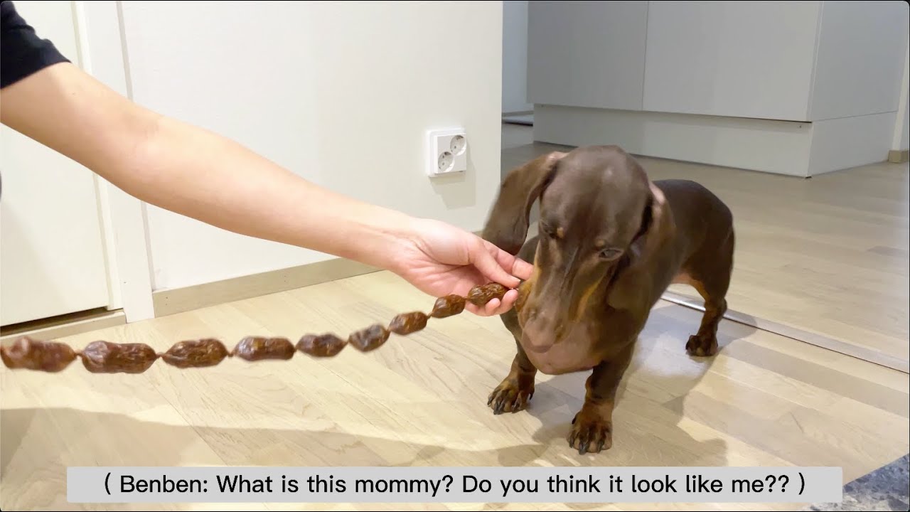 Sausage dog eating sausage | Ben the sausage - YouTube