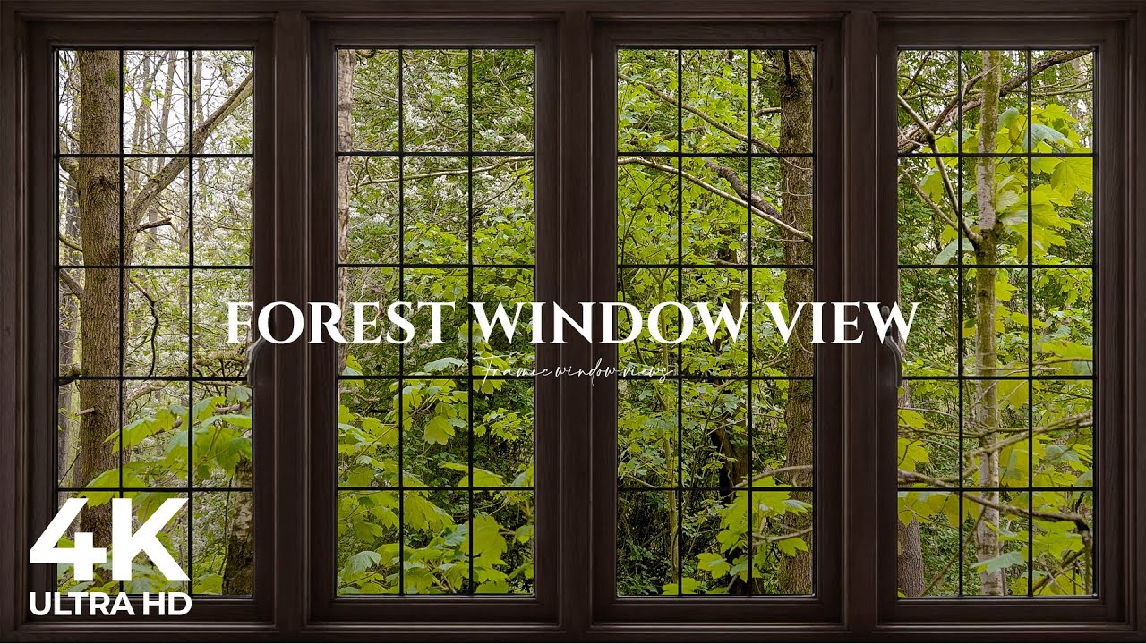 4K Forest window view birds singing - Relaxing, Calming, Ambience ...