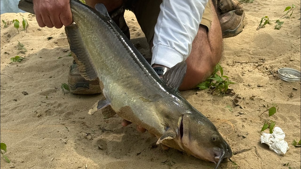 Caught 12lbs blue catfish in the reservoir! - YouTube