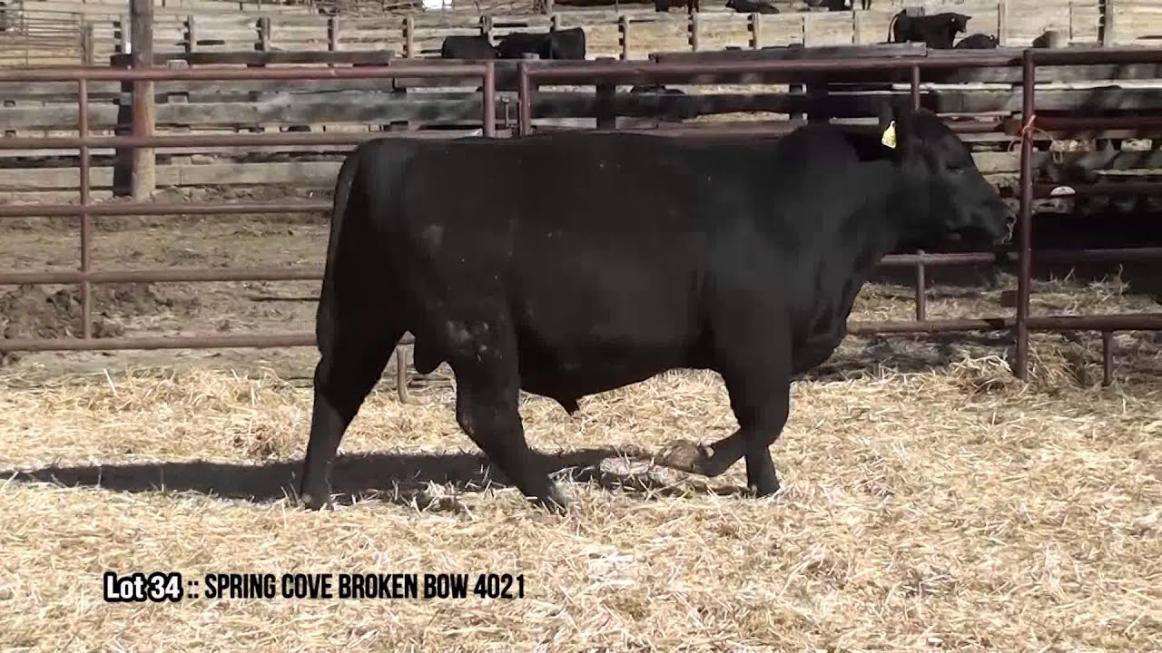 Spring Cove Reno 4021 - YouTube