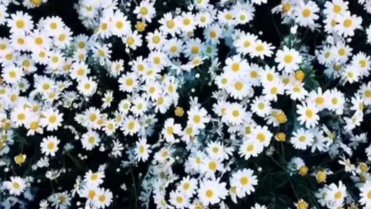 Hummingbird heartbeat speed up - YouTube