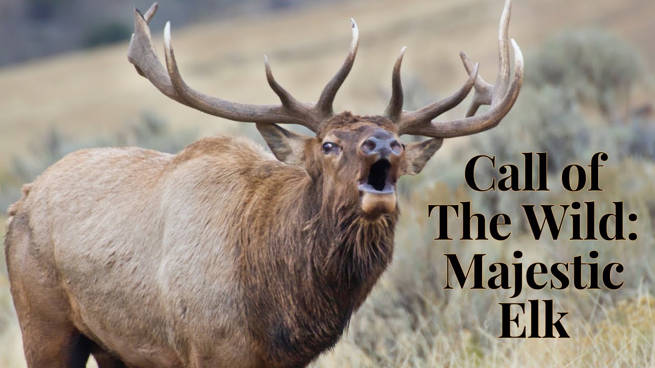 Elk Adaptations The Secret Lives Of Elks 🦌