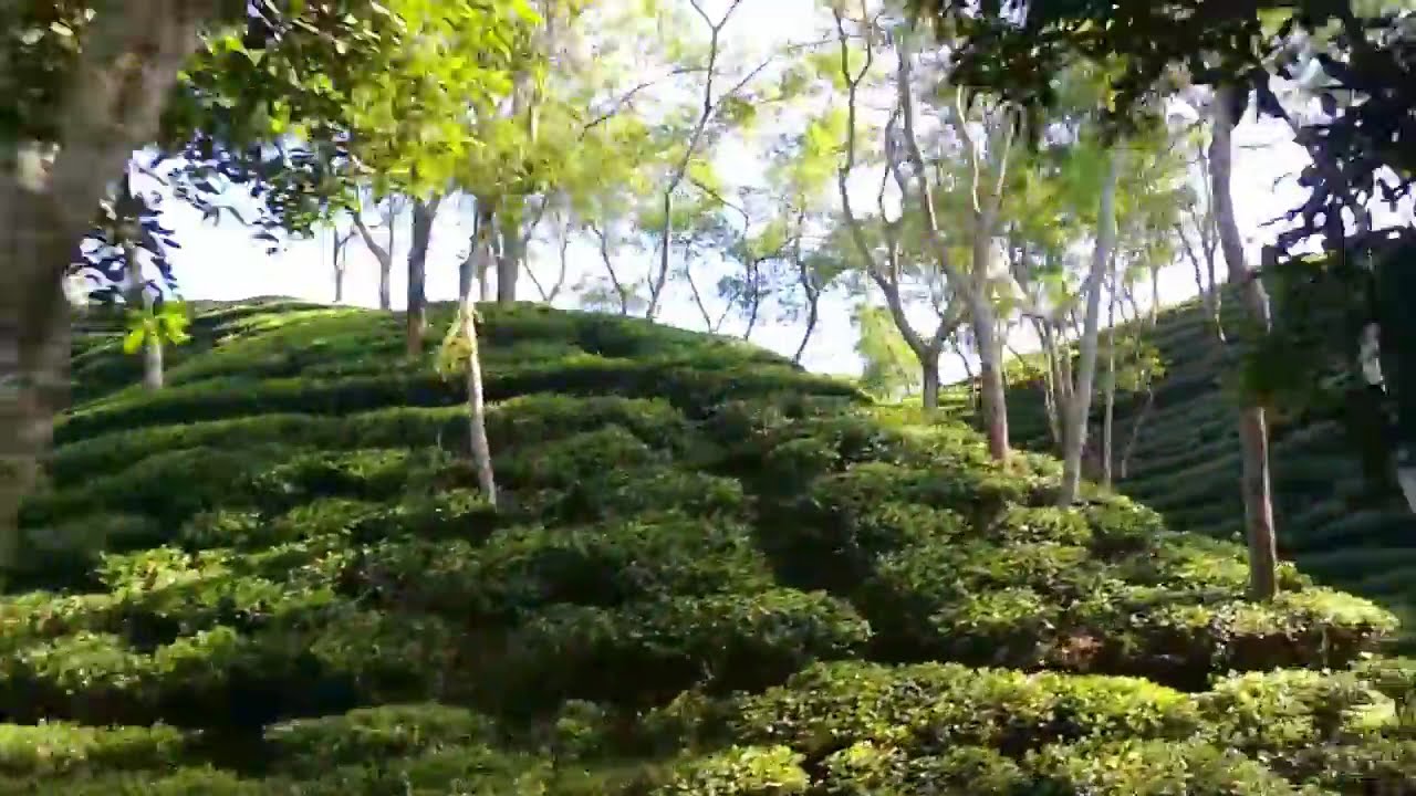 Beautiful tea garden at Sreemangal || Tea Garden Moulavibazar ...