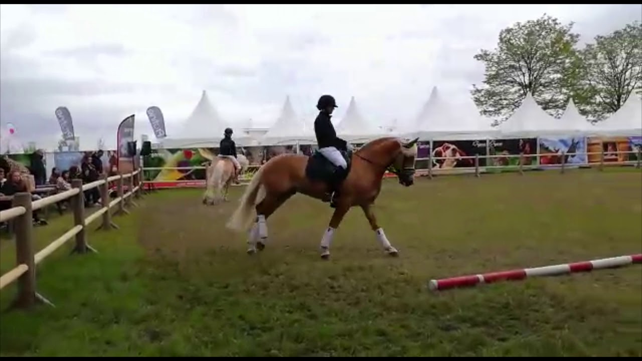 Animal Event 2019 - YouTube