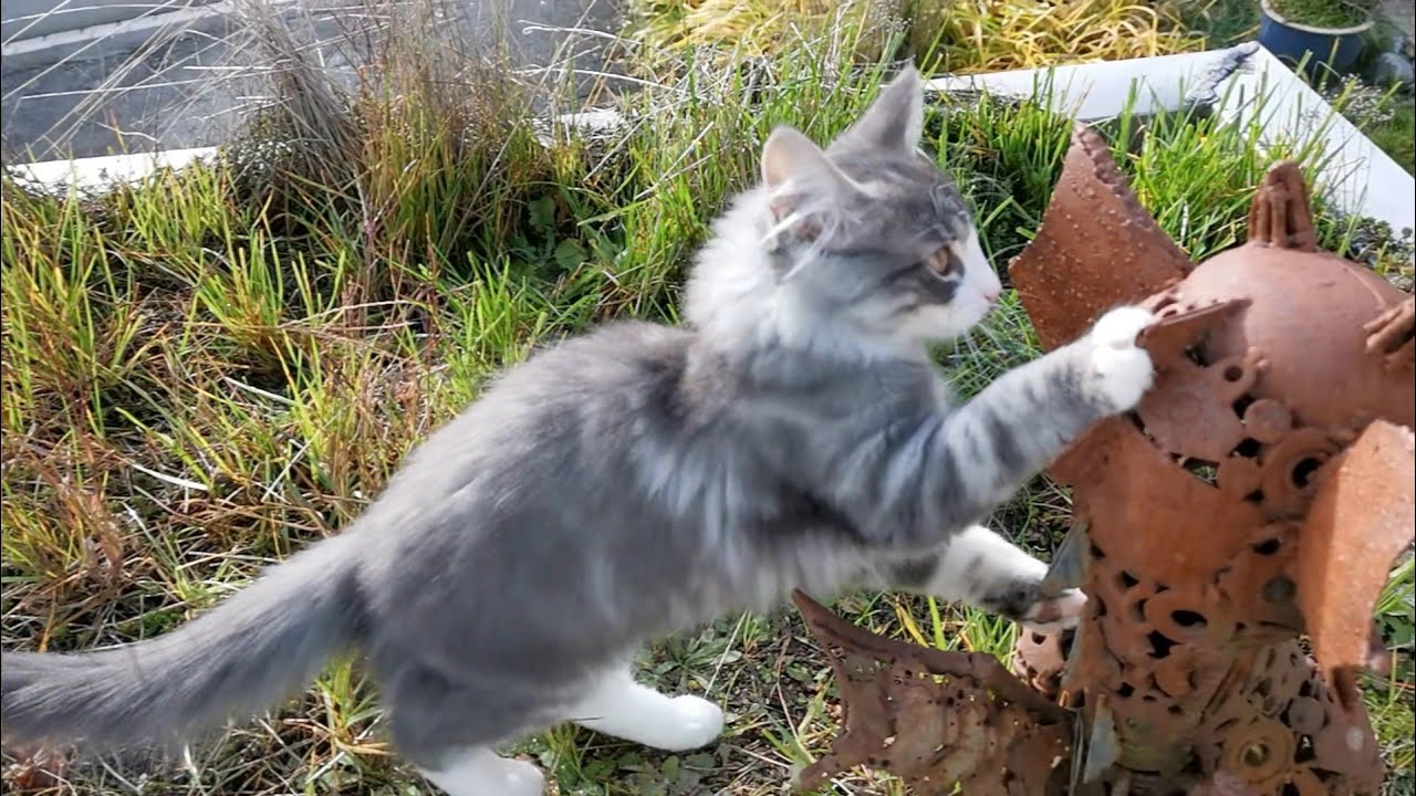 Norwegian Forest Cat: Eddie's start in the Weekend - YouTube