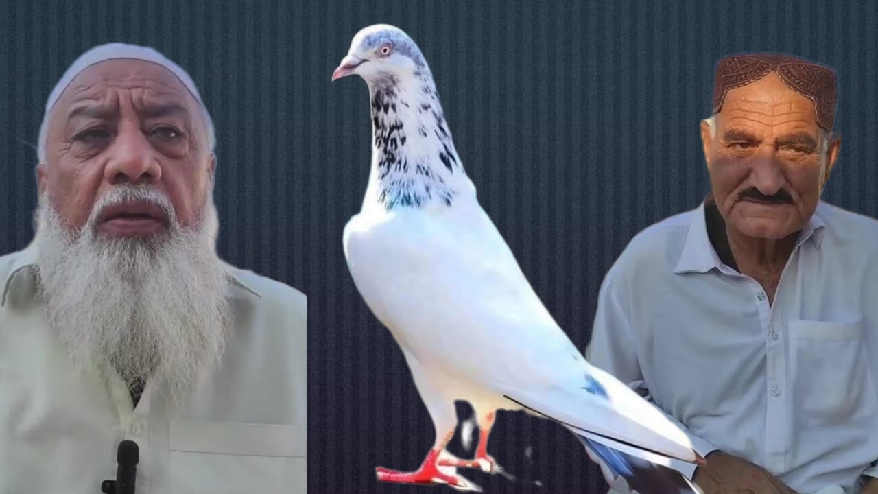 Ustad Abdul Nabi Brohi ki chat se pigeons - YouTube