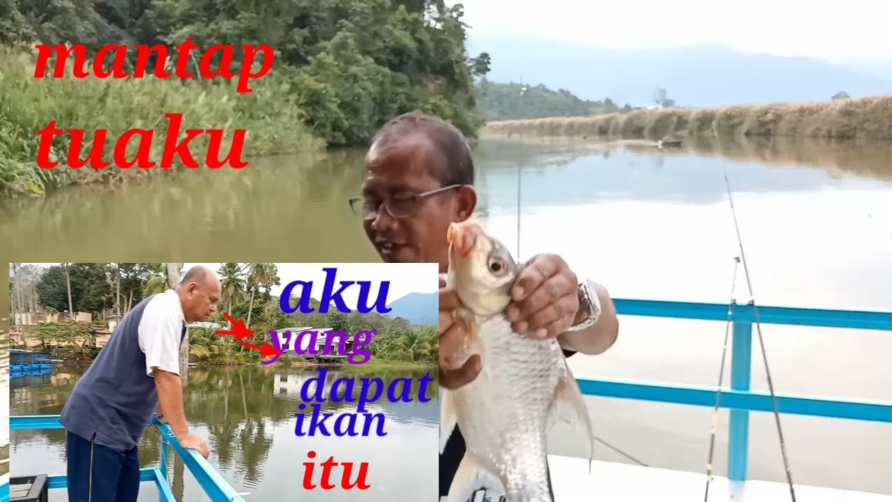 tarikan ikan tengalan tasik raban memang mantap!!!!!! - YouTube