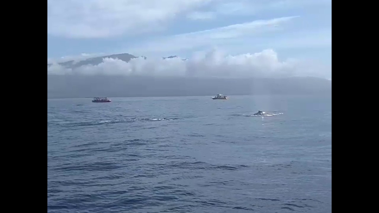 Whales - Maui - 12/20/2016 - Hawaii Ocean Project - YouTube