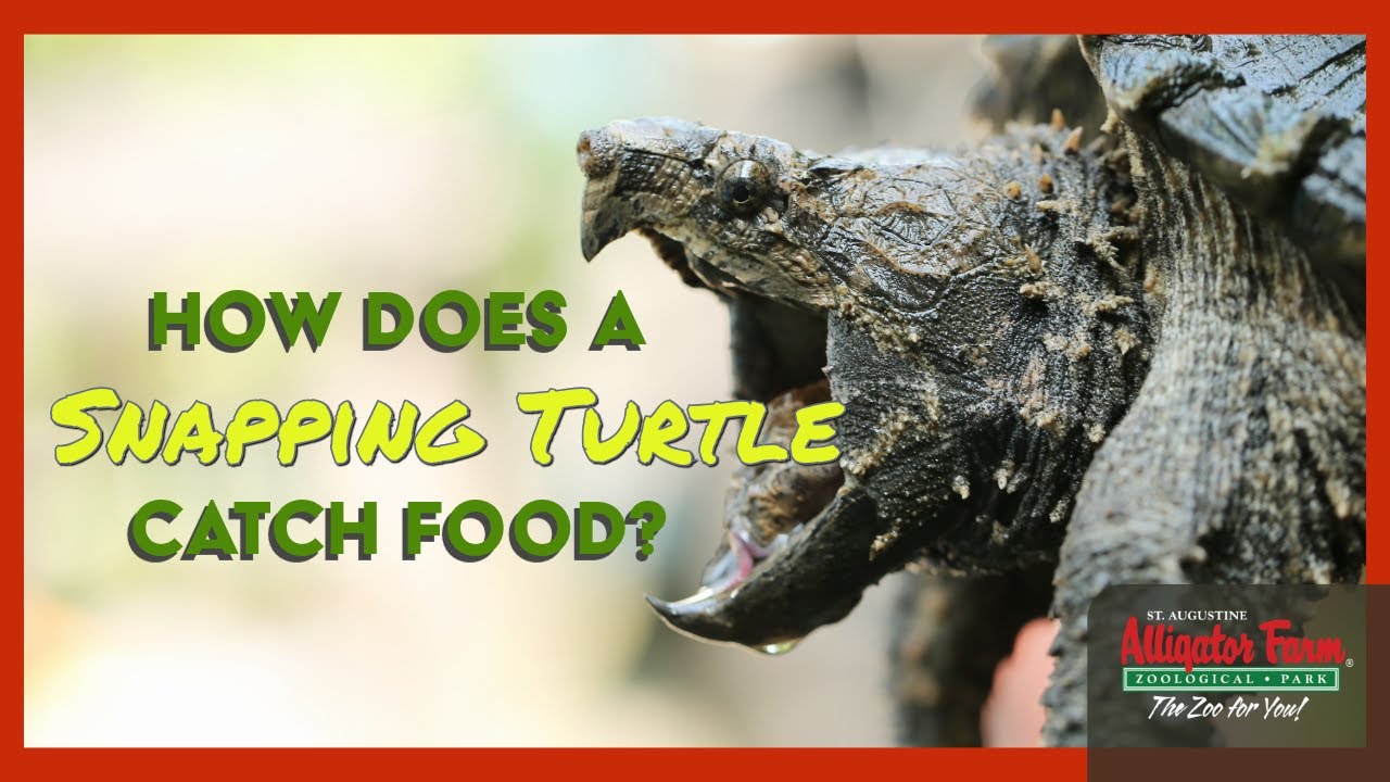 How Snapping Turtles use a LURE to catch their food. - YouTube