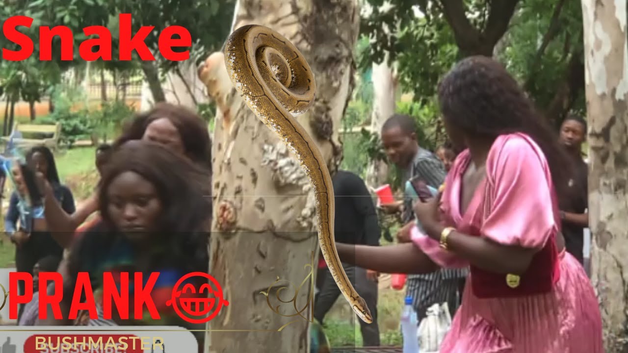 (MUST WATCH) Best Funny Prank Ever... Snake in the Party - YouTube