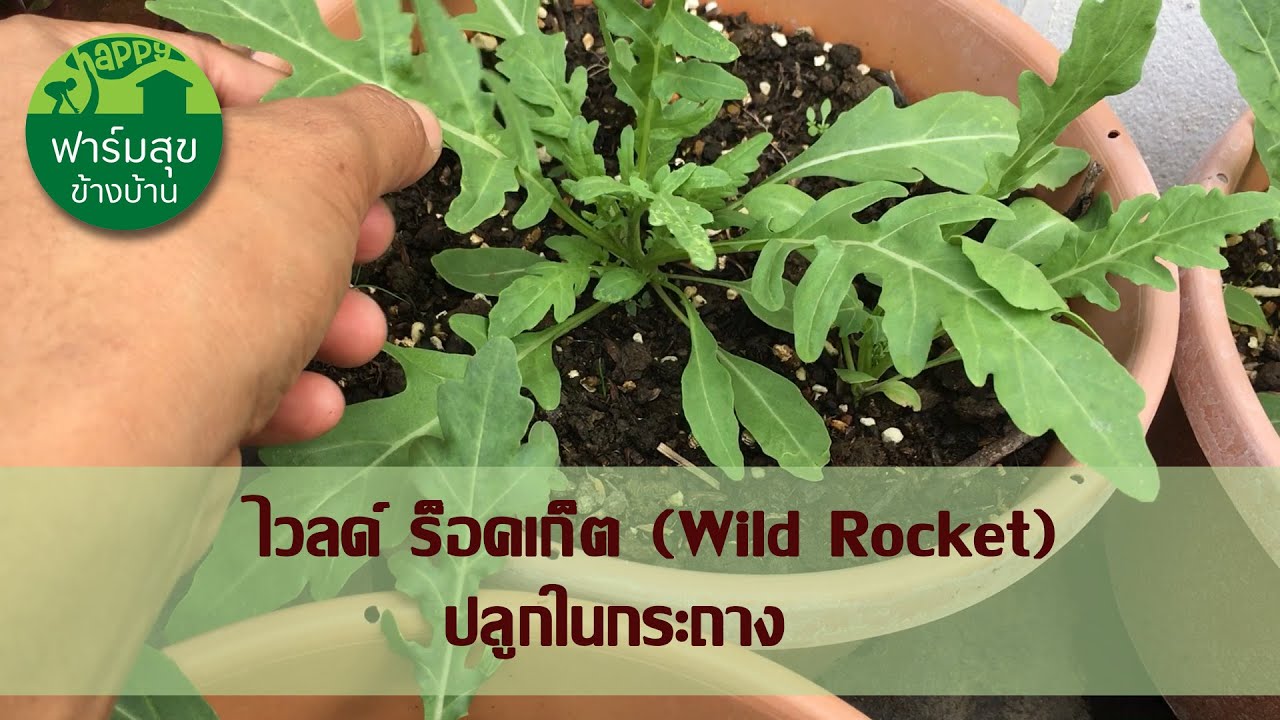 ไวลด์ ร็อคเก็ต (Wild Rocket) ปลูกในกระถาง / ฟาร์มสุขข้างบ้าน - YouTube
