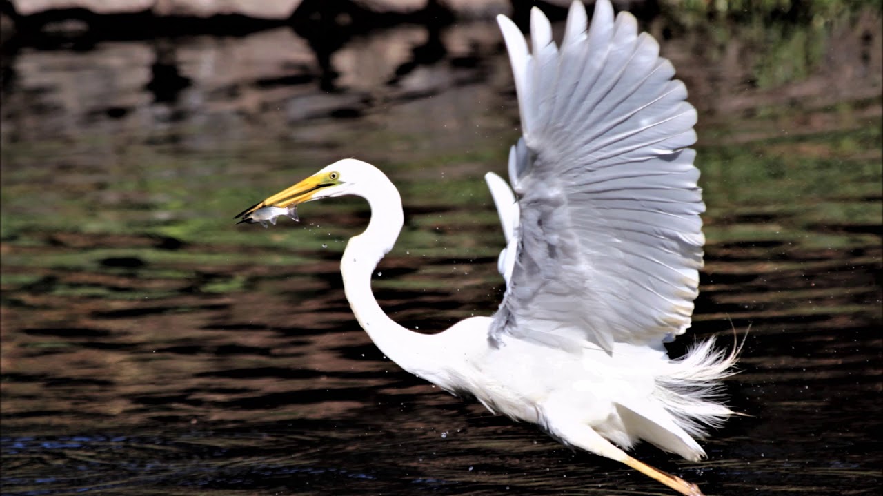 Birds photographed with Canon EF 70-300 mm zoom - YouTube