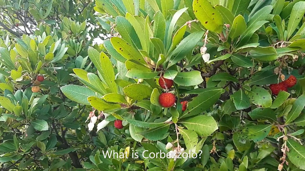 Corbezzolo (Strawberry Tree) in Sardinia - YouTube