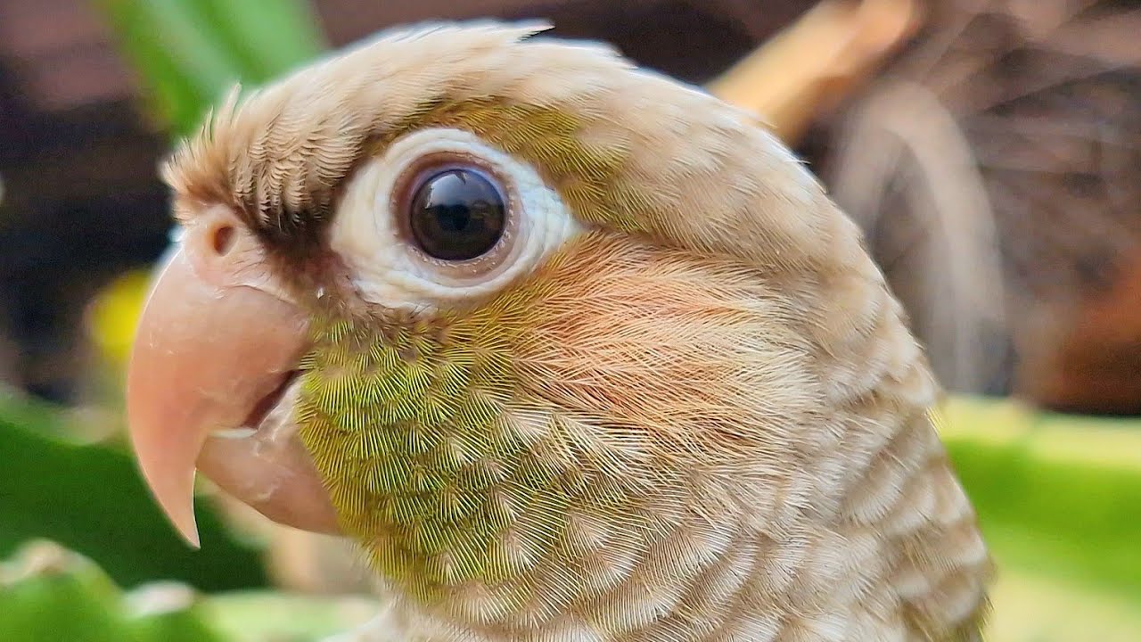 This video will relax your bird: green cheek conure parrot bird sound ...