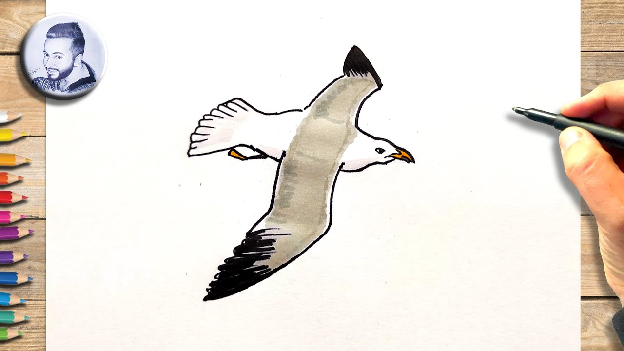 Comment dessiner un goéland facile - YouTube