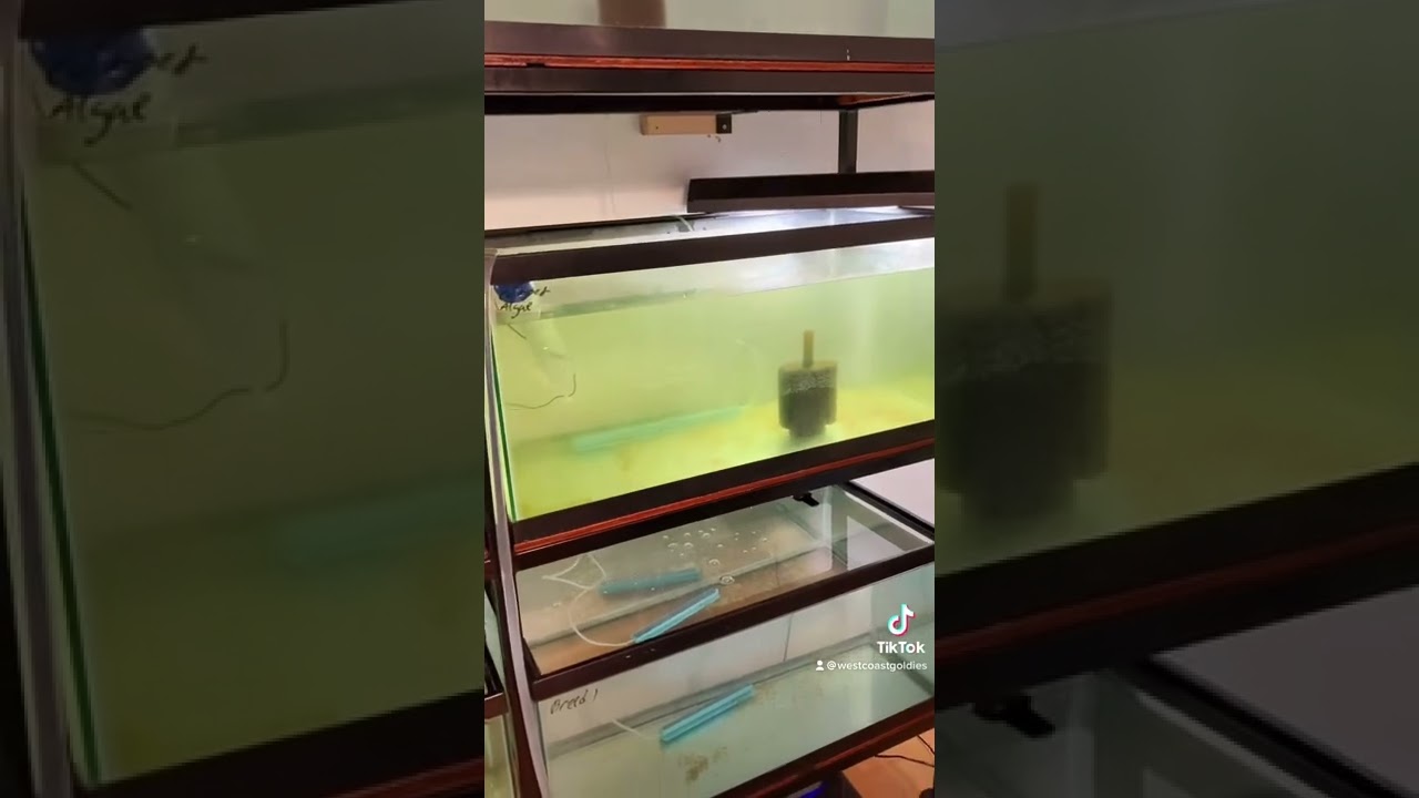 Carpet algae update 2! - YouTube