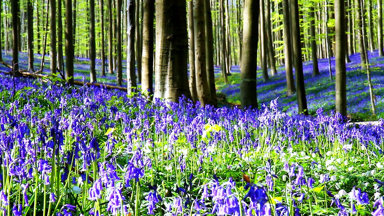 Peaceful Singing Birds in Gorgeous Spring Forest Ambience 🌸 Calm Nature ...