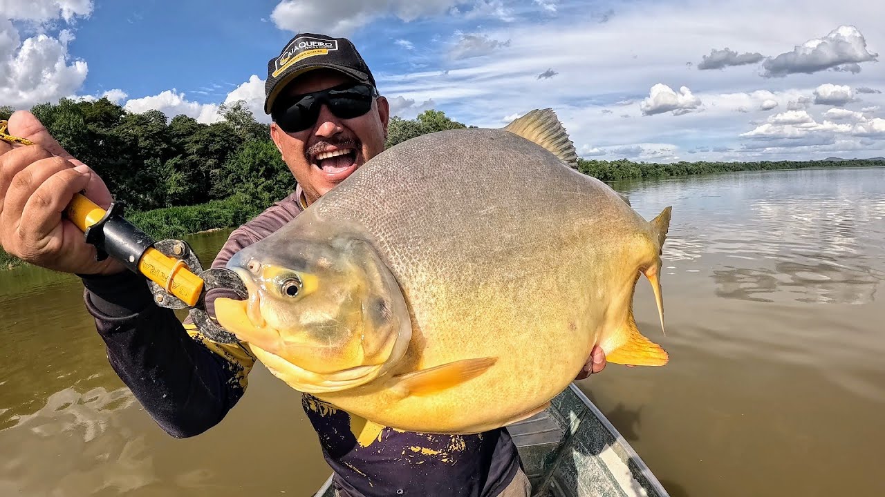 Pescaria de GIGANTES pacu CARANHA, Melhor PEIXE FRITO do rio são ...