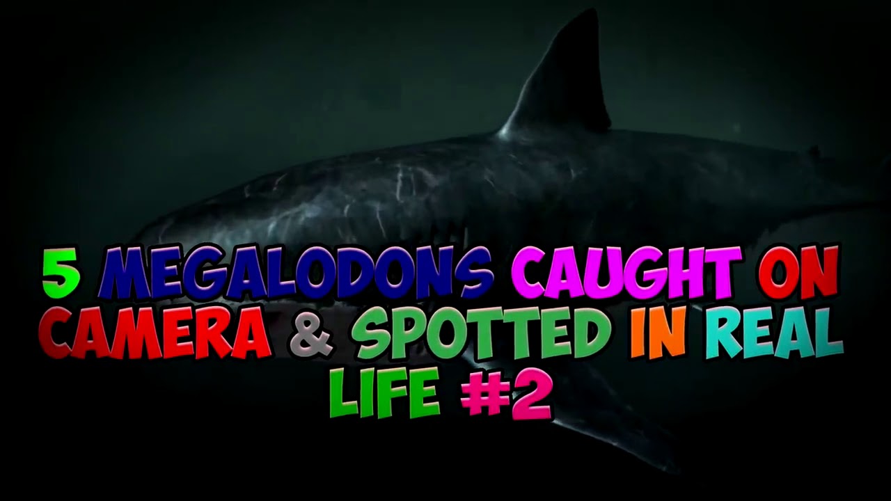 5 Megalodon Caught on Camera & Spotted In Real Life! #2472119 ...