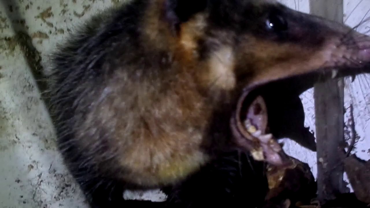 Gambá, Saruê, sariguê, gambá Brasileiro! - YouTube