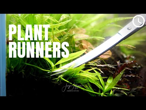 TRIMMING Aquarium PLANT RUNNERS the right way ✂️🍃
