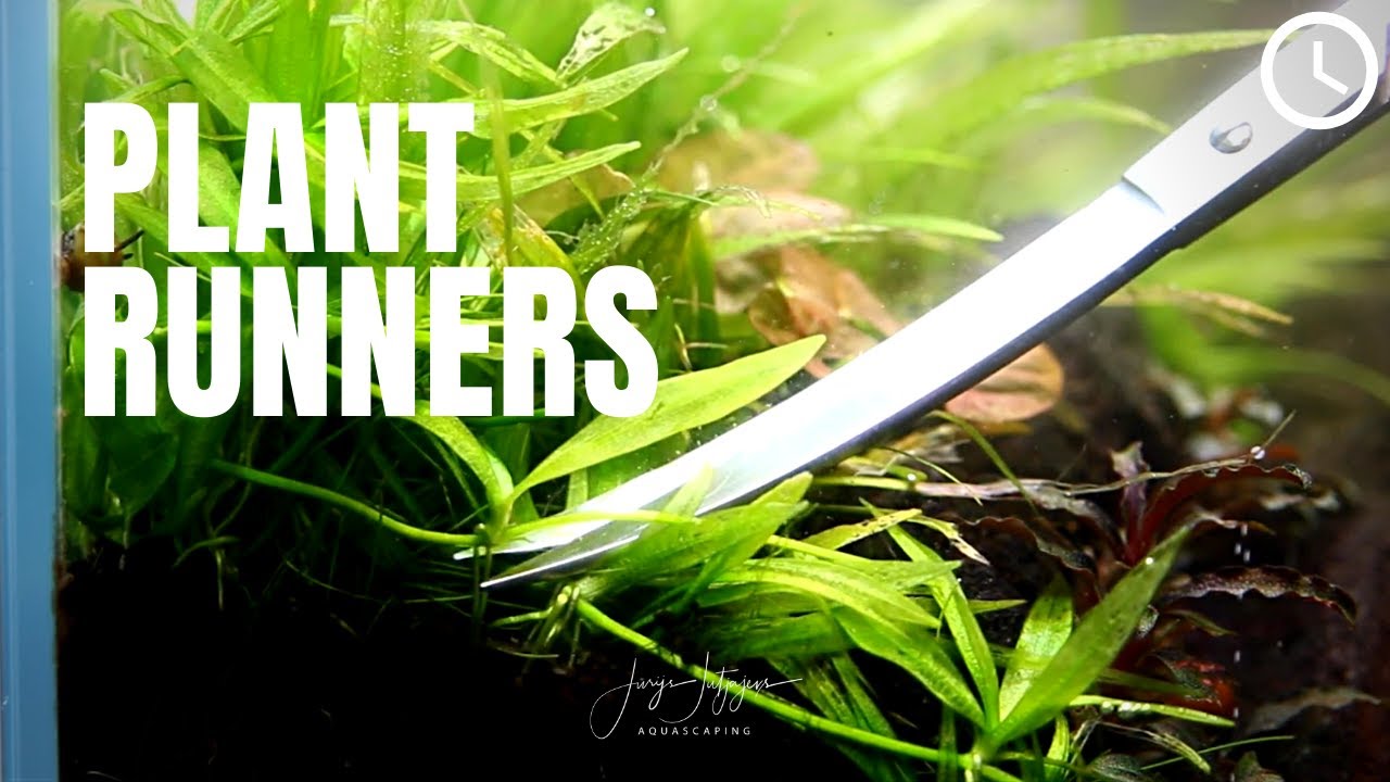 TRIMMING Aquarium PLANT RUNNERS the right way ️🍃 - YouTube