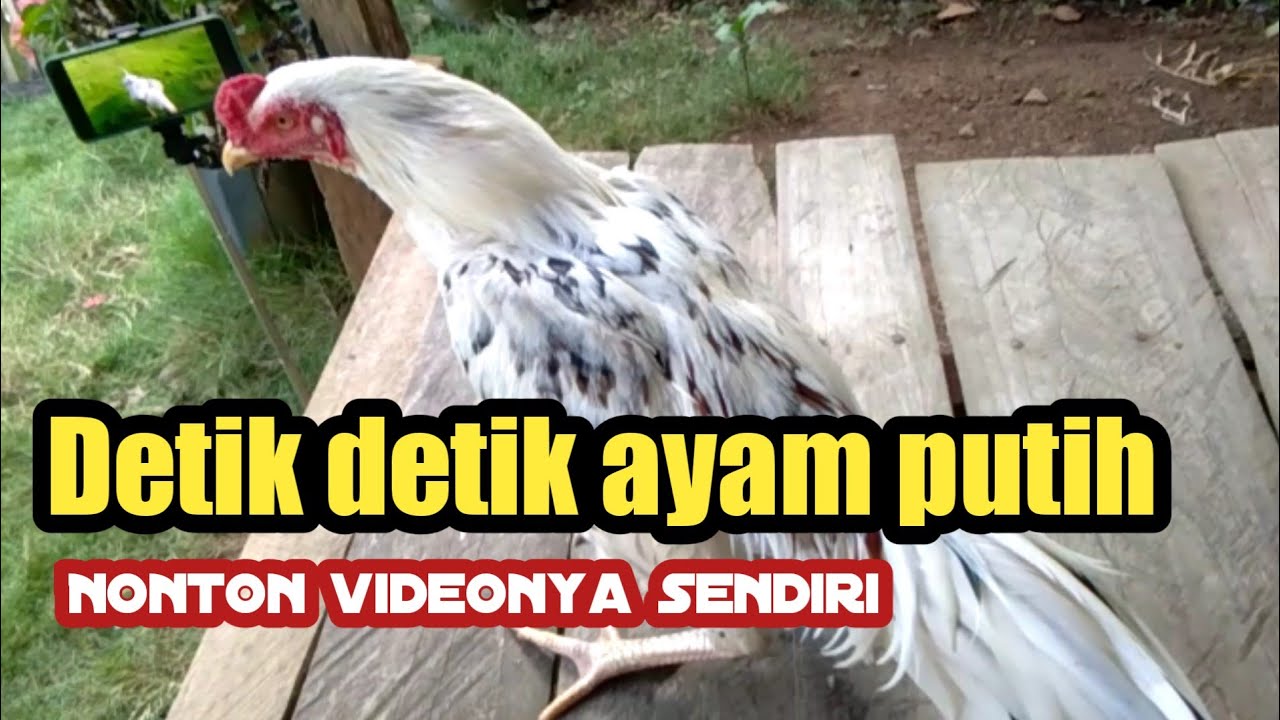 wah ternyata..!ayam putih bisa jinak gini - YouTube
