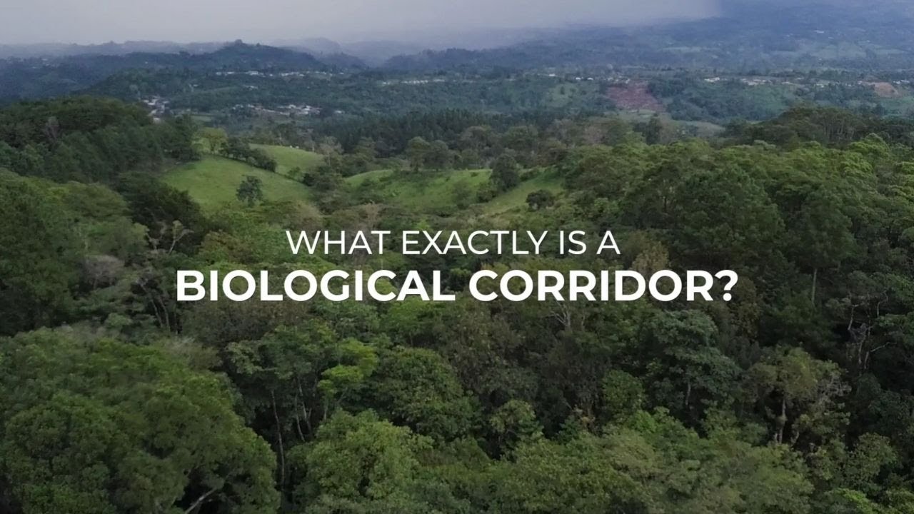 ¿QUÉ ES EXACTAMENTE UN CORREDOR BIOLÓGICO? - YouTube